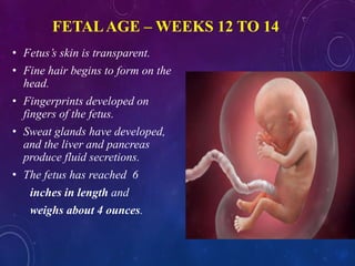 Fetal/Embryonic development in 3 trimester | PPTX