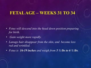 Fetal/Embryonic development in 3 trimester | PPTX