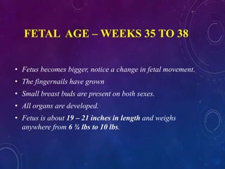 Fetal/Embryonic development in 3 trimester | PPTX