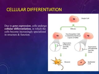 Fetal/Embryonic development in 3 trimester | PPTX