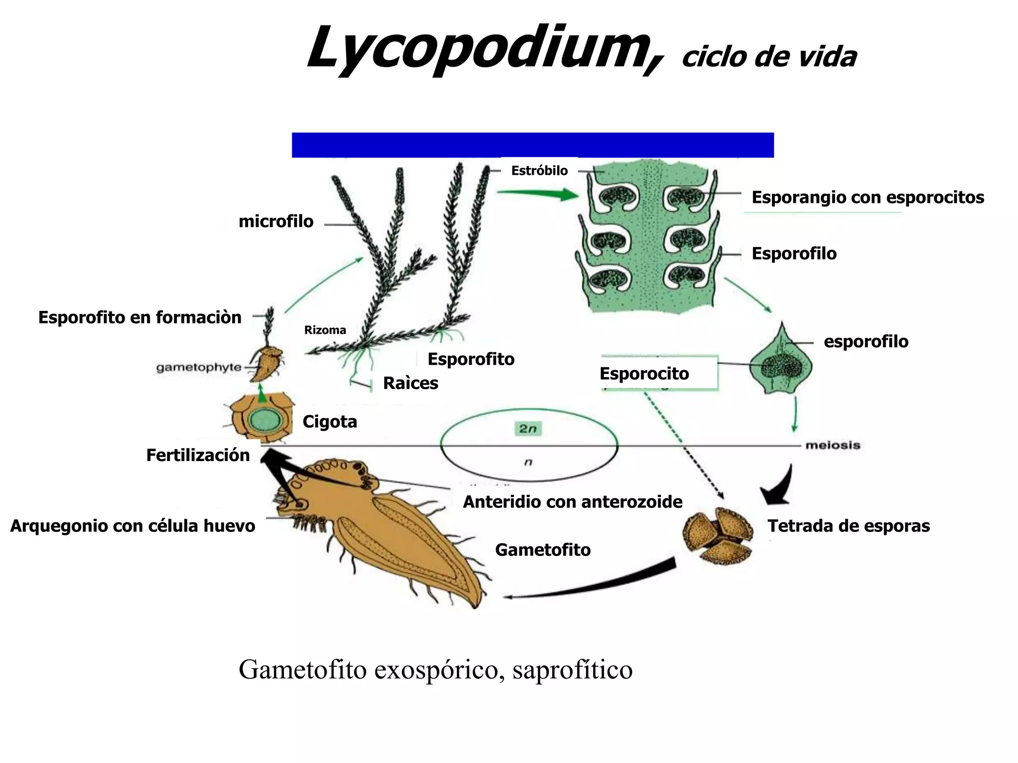 Embryofitas.ppt