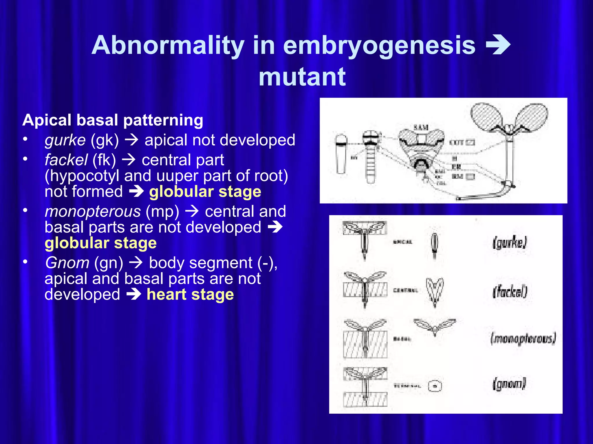 Embryogenesis | PPT