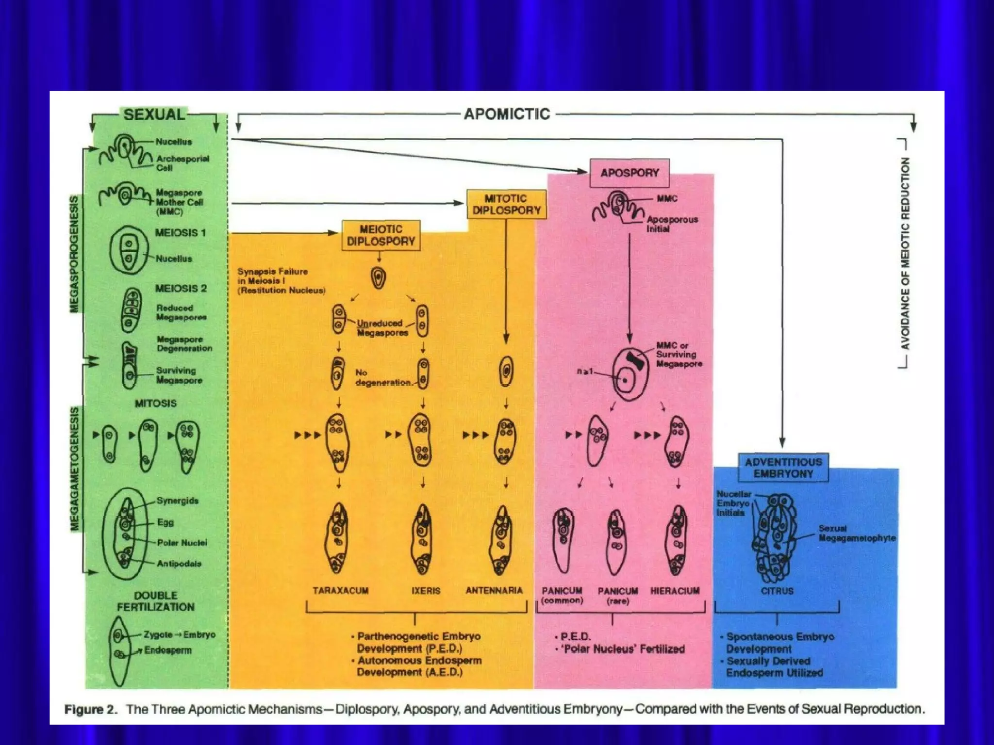 Embryogenesis | PPT