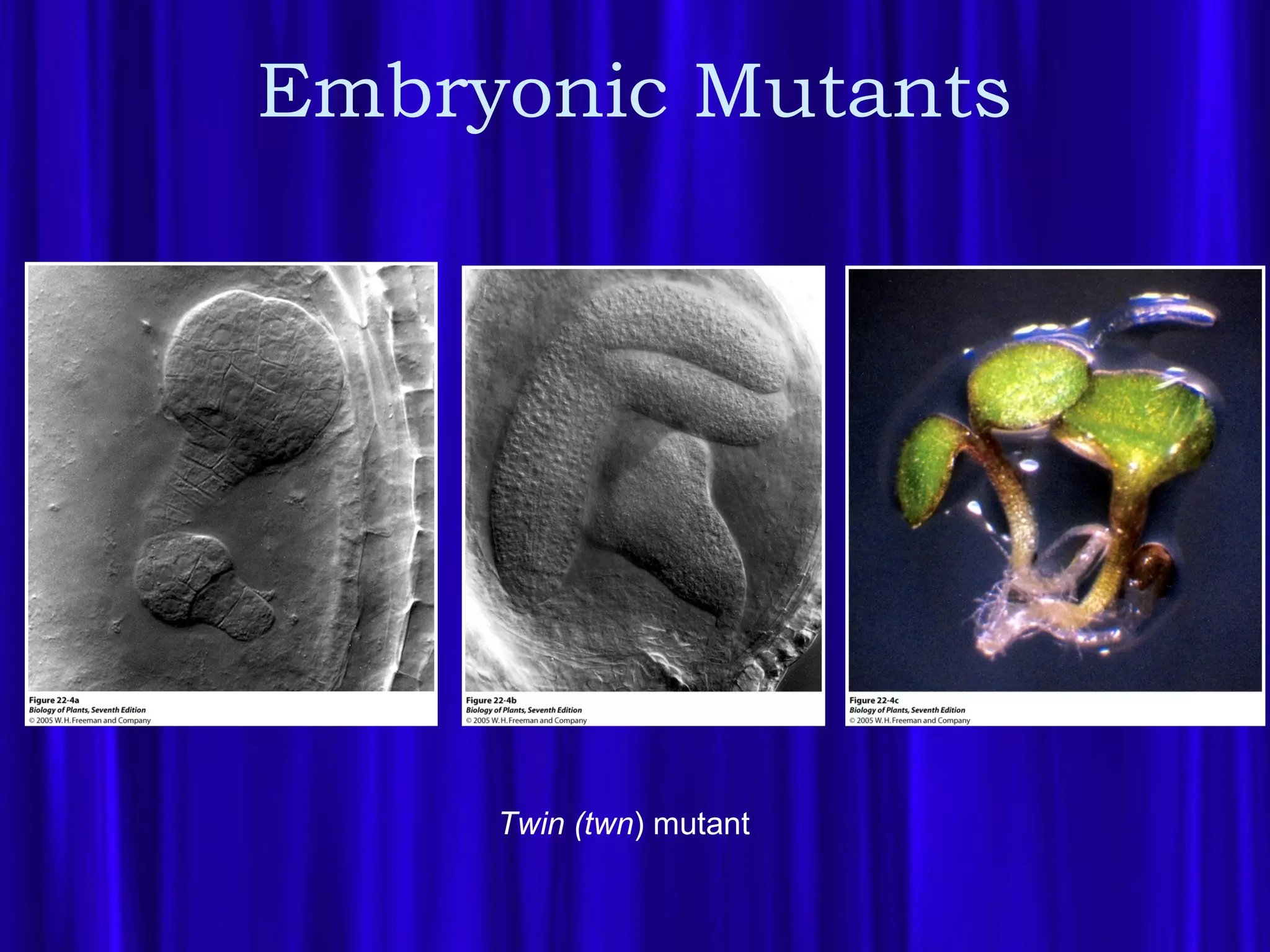 Embryogenesis | PPT