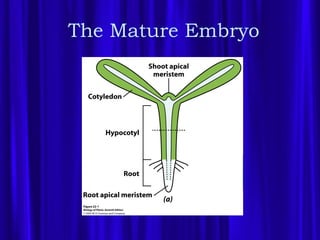 Embryogenesis | PPT