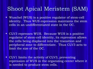 Embryogenesis | PPT