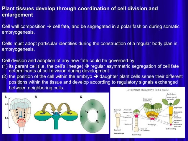 Embryogenesis | PPT