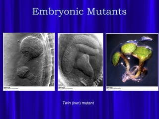 Embryogenesis | PPT