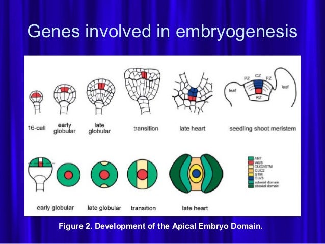 Embryogenesis