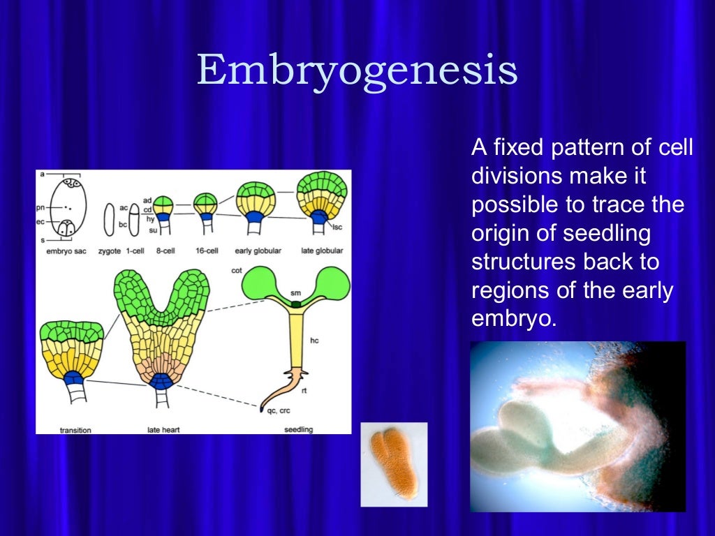 Embryogenesis