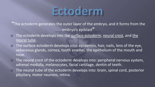 Embryogenesis | PPTX