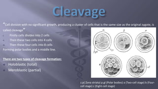 Embryogenesis | PPTX