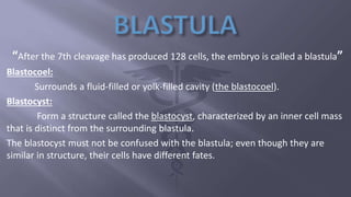 Embryogenesis | PPTX