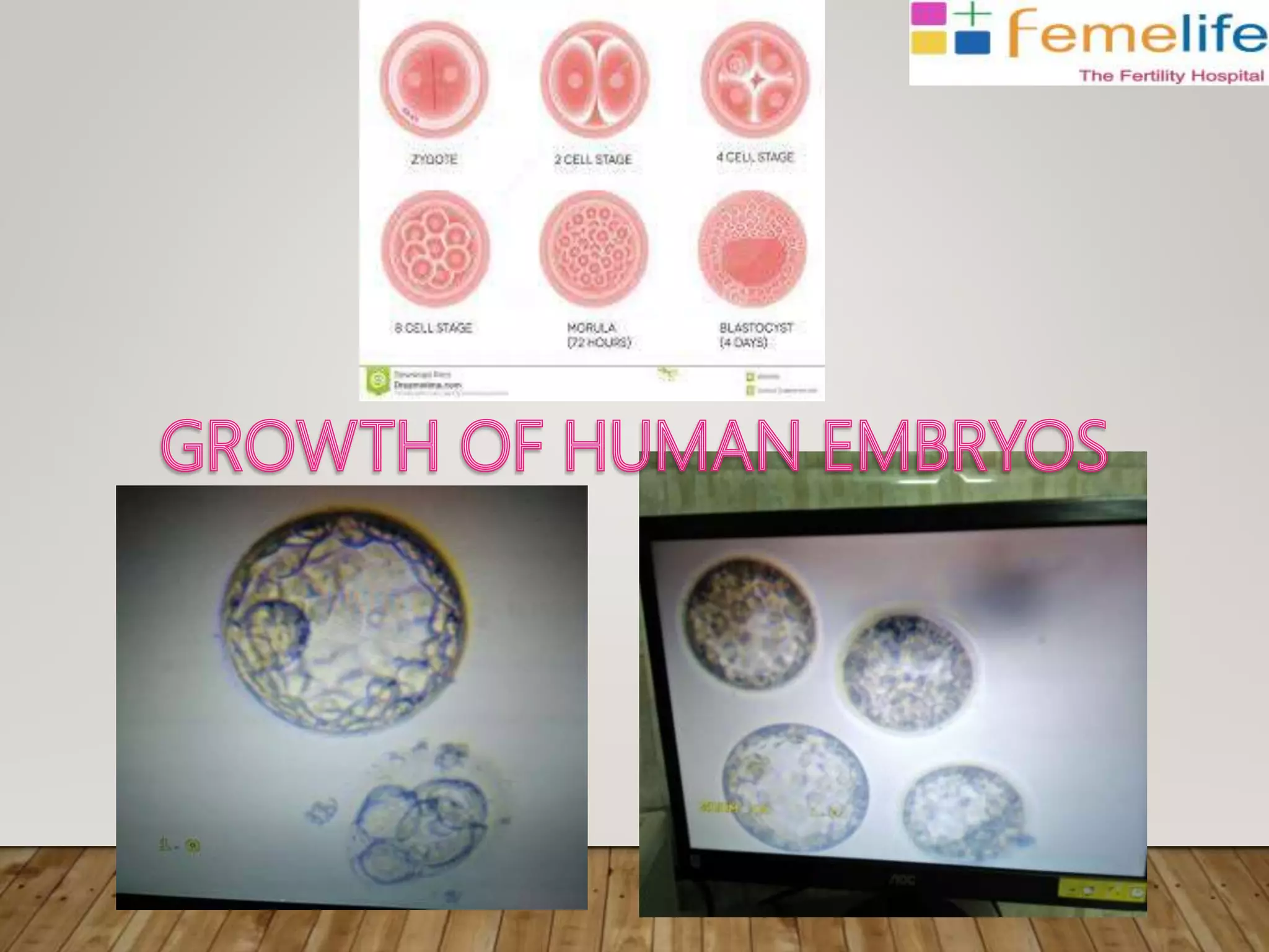 Embryogenesis | PPTX