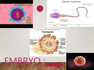 Embryogenesis | PPTX