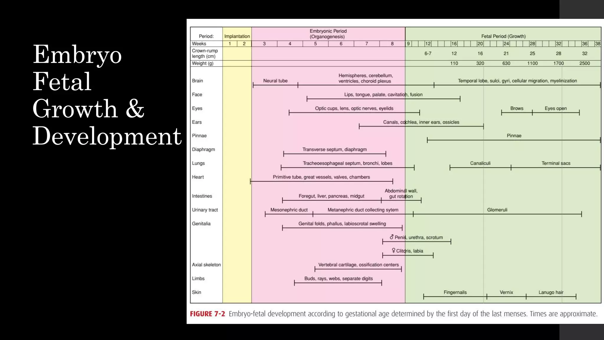 Embryogenesis | PPTX