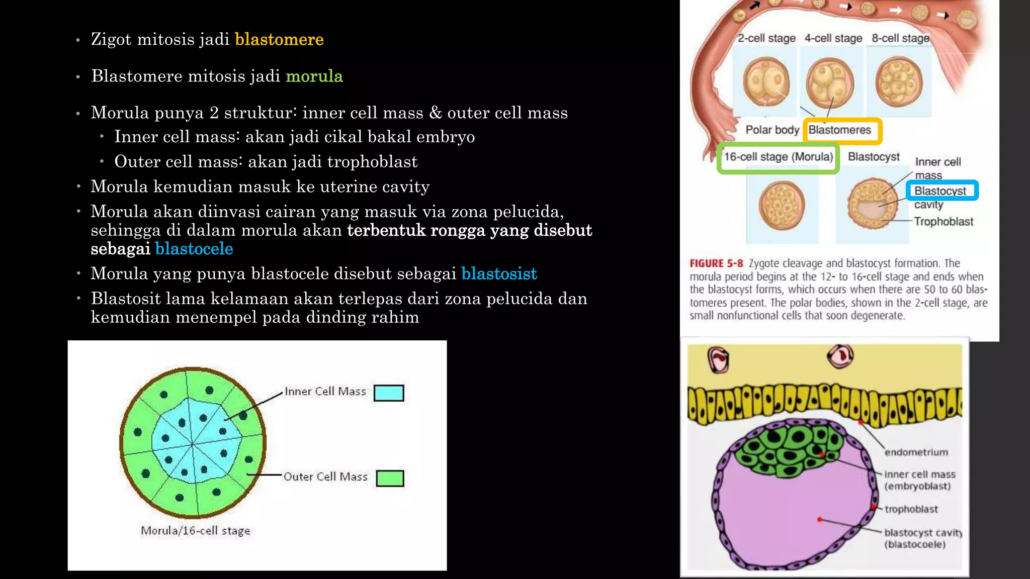 Embryogenesis | PPTX