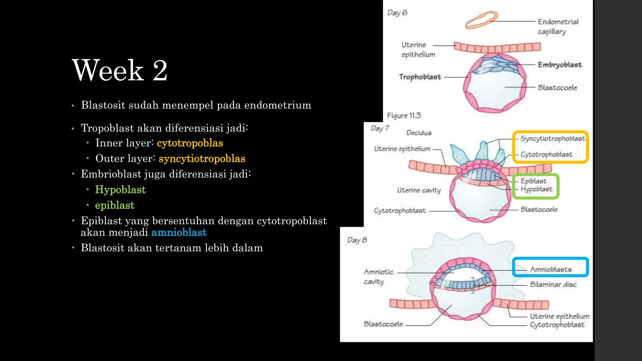 Embryogenesis | PPTX