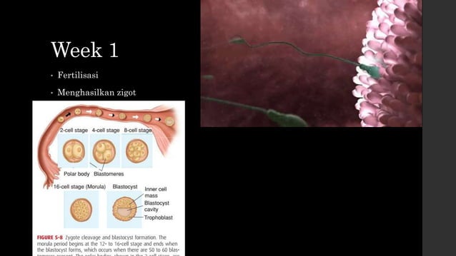 Embryogenesis | PPTX