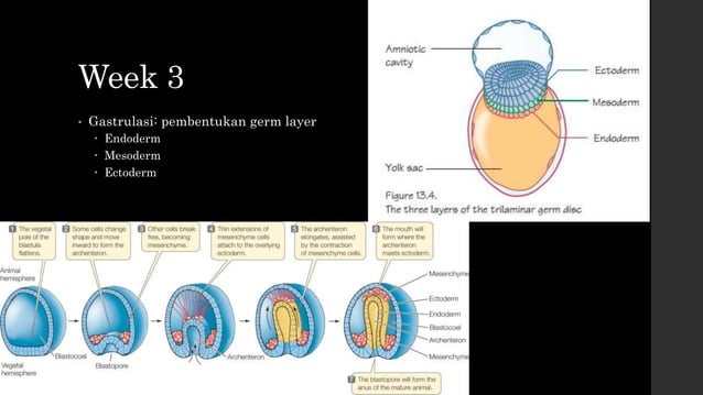 Embryogenesis | PPTX