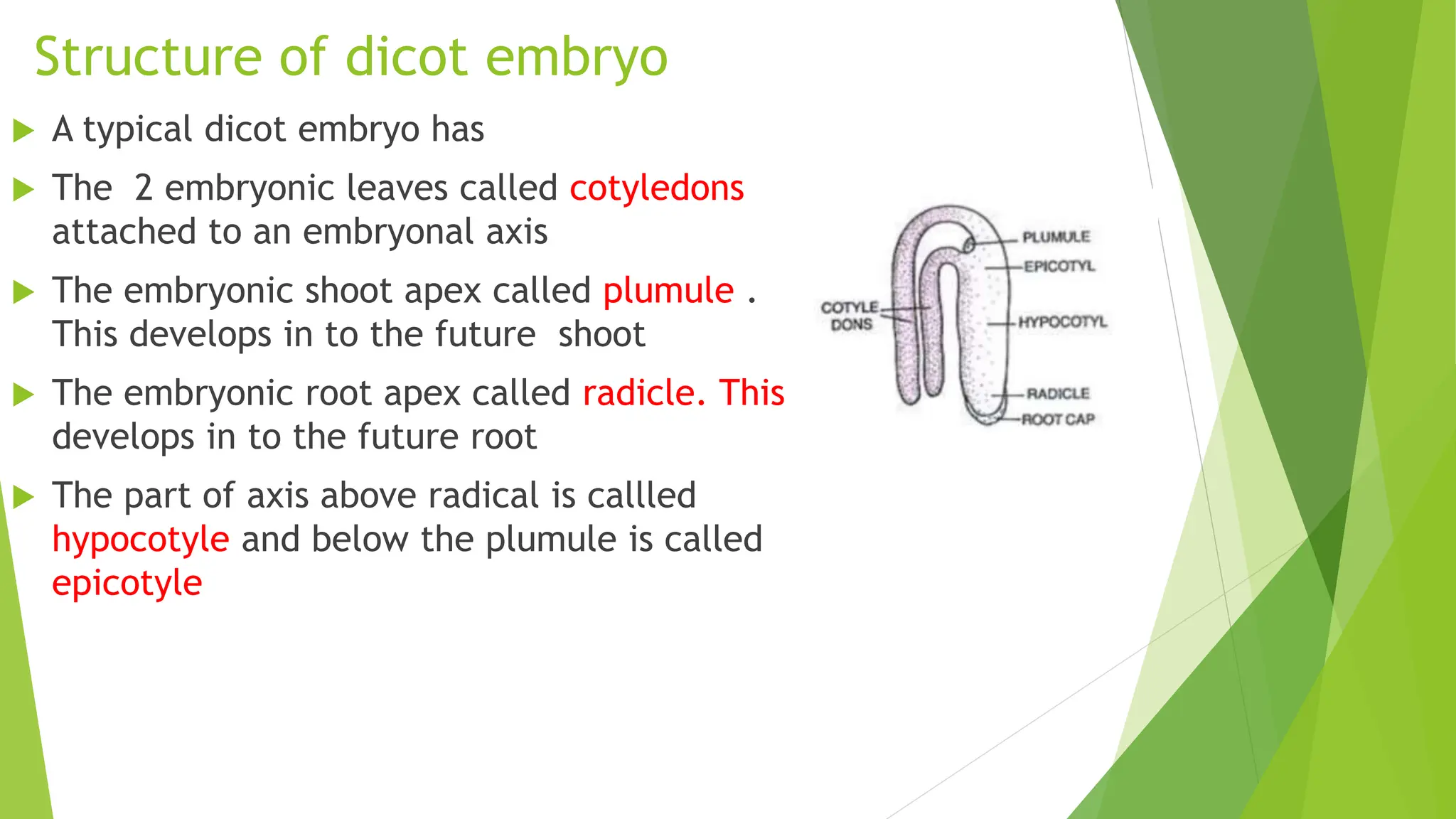Embryogenesis | PPTX