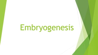 Embryogenesis | PPTX
