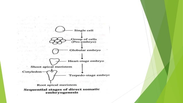 Embryogenesis | PPTX