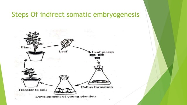 Embryogenesis | PPTX