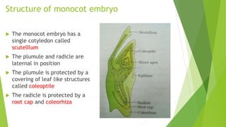 Embryogenesis | PPTX