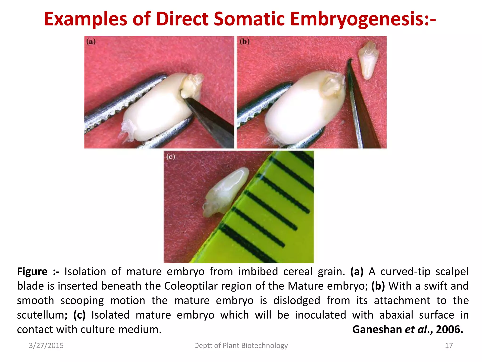 Embryogenesis 27 mar 15 | PPTX