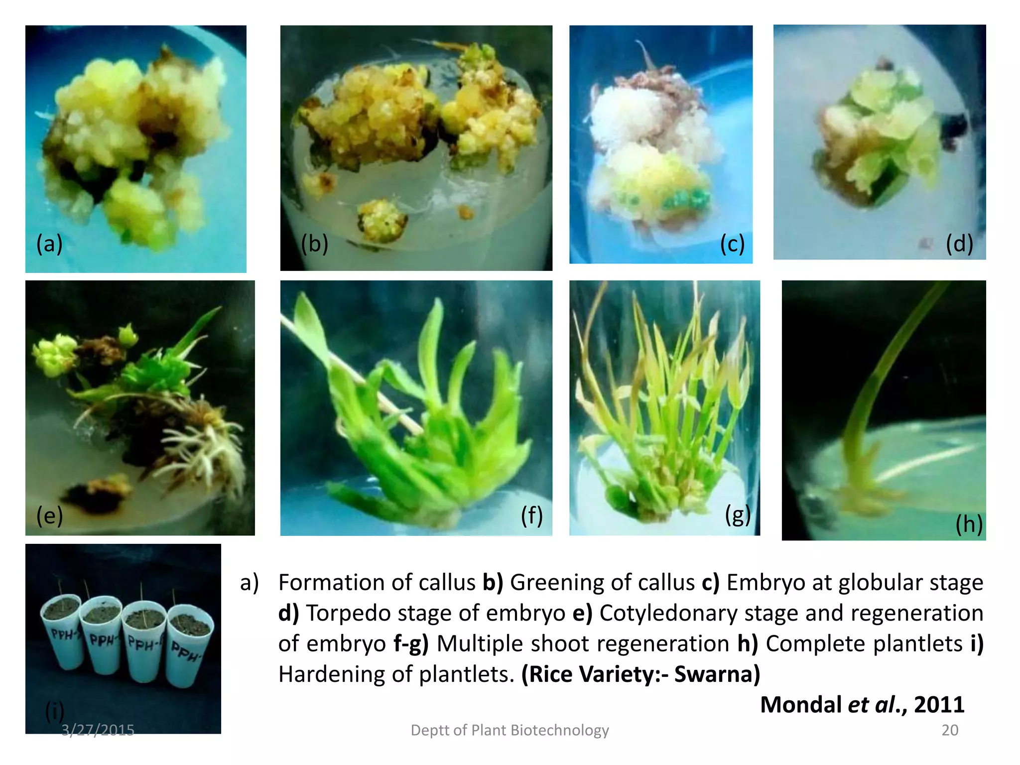 Embryogenesis 27 mar 15 | PPTX