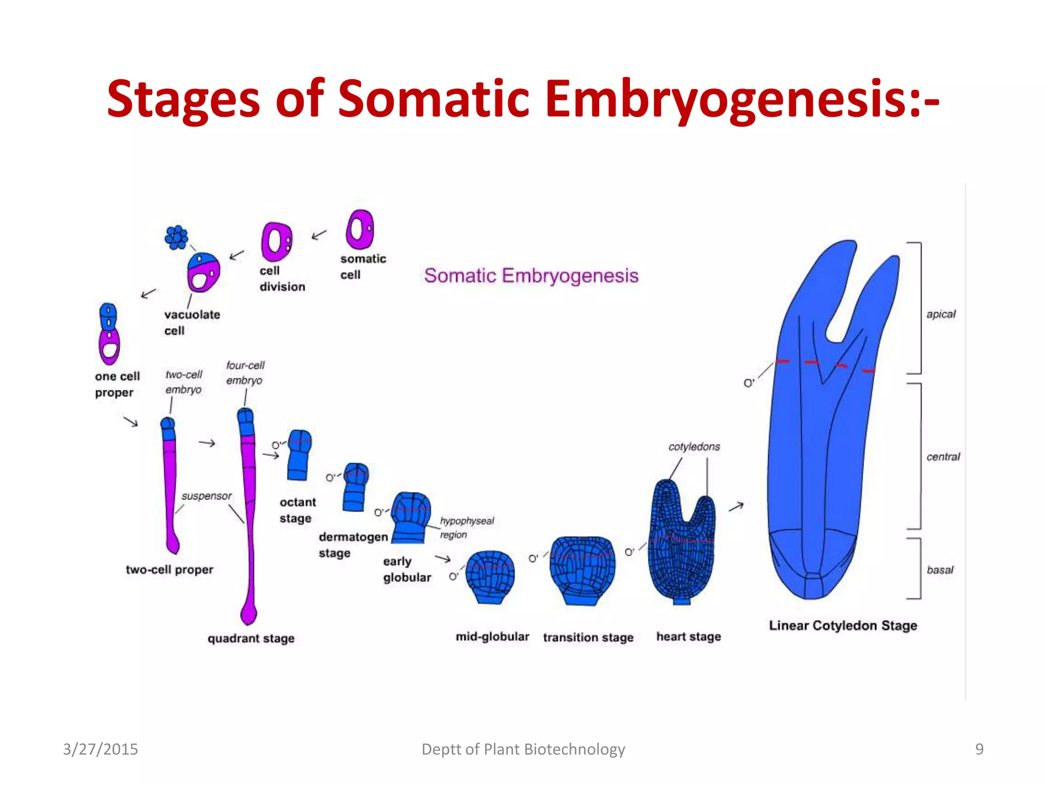Embryogenesis 27 mar 15 | PPTX