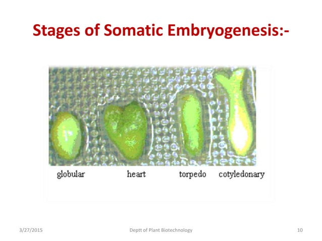 Embryogenesis 27 mar 15 | PPTX