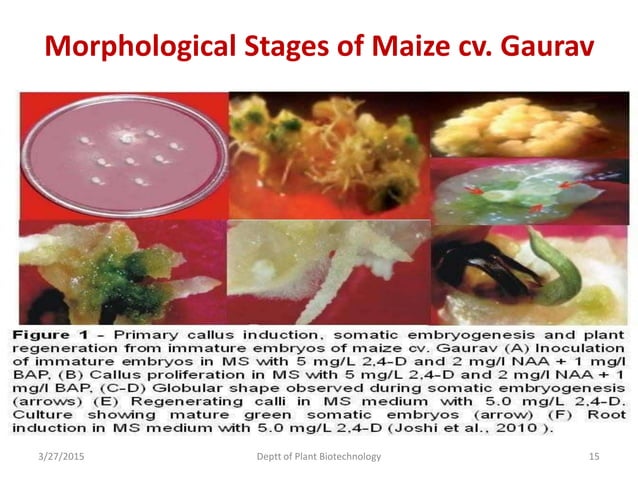Embryogenesis 27 mar 15 | PPTX
