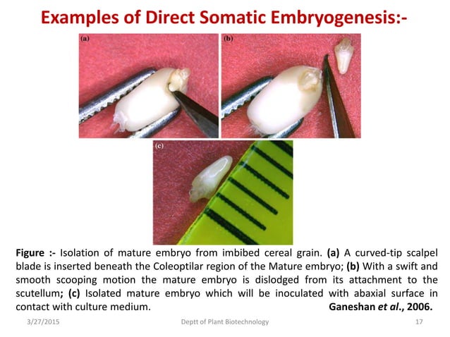 Embryogenesis 27 mar 15 | PPTX