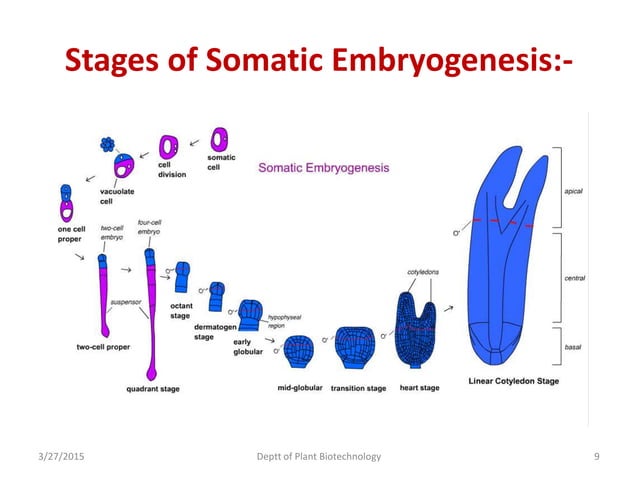 Embryogenesis 27 mar 15 | PPTX