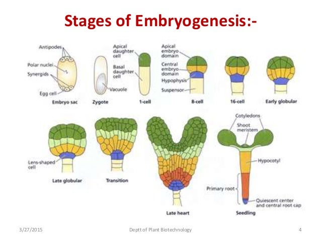 Embryogenesis 27 mar 15
