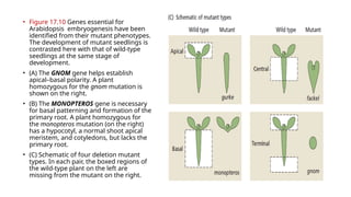 Embryogenesis Embryogenesis 3- Copy (2).pptx