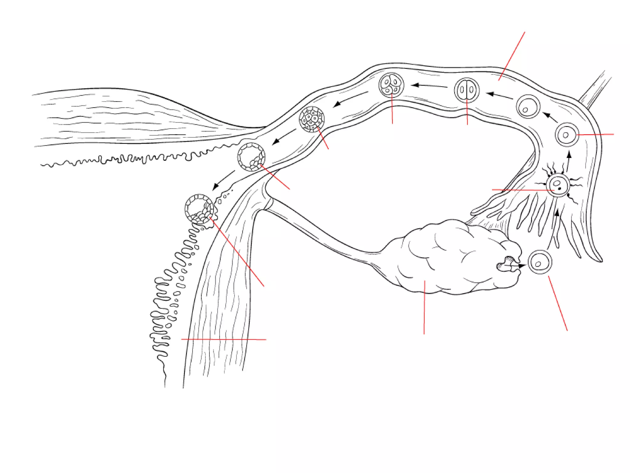 Embryogenesis and lactation | PPT