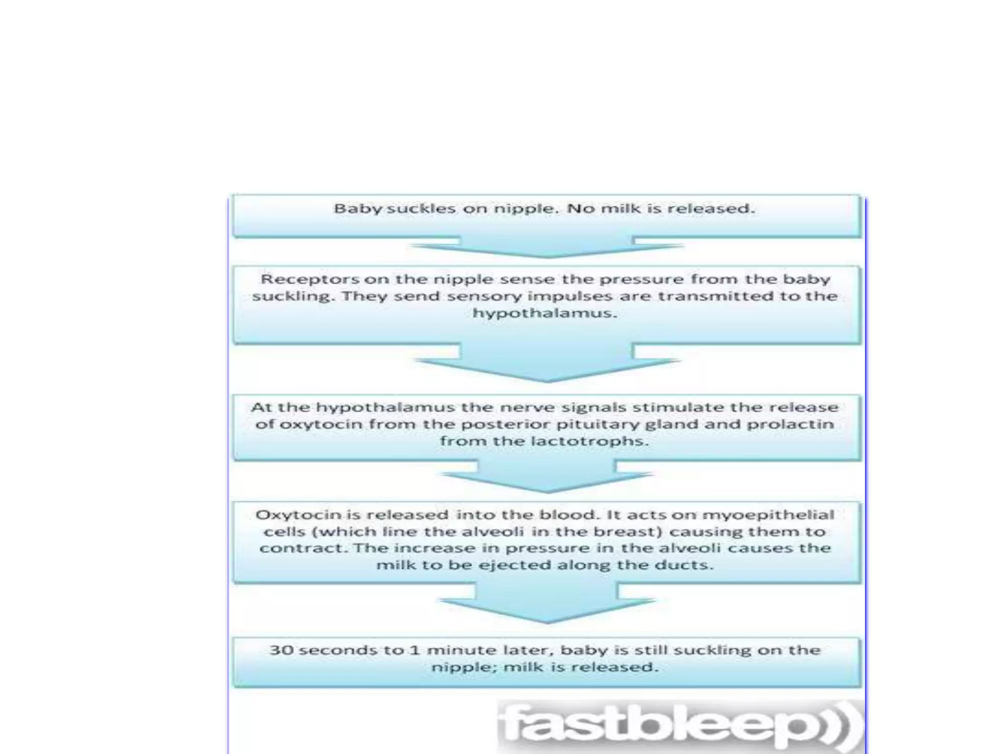 Embryogenesis and lactation | PPT