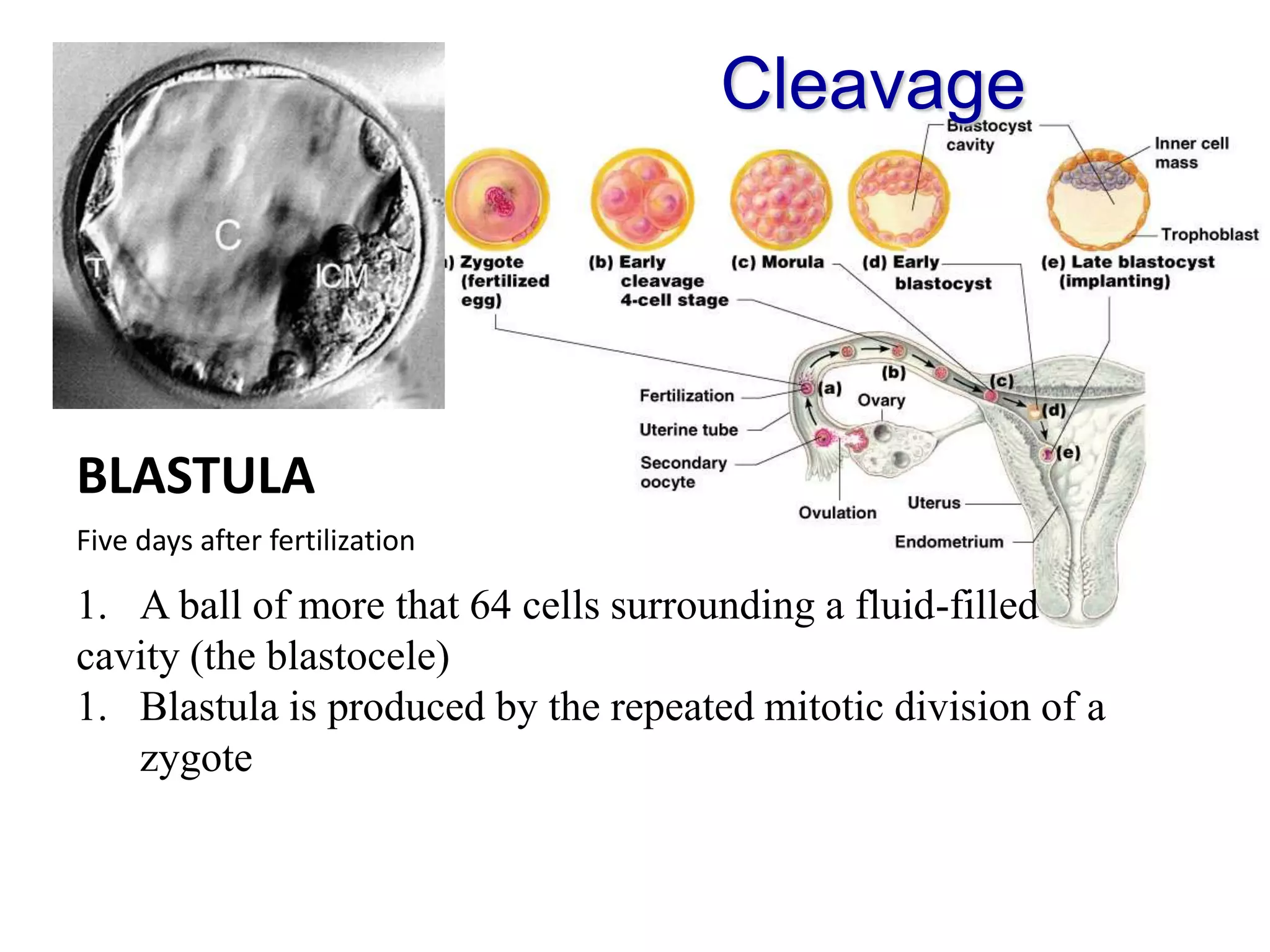 Embryogenesis and lactation | PPT
