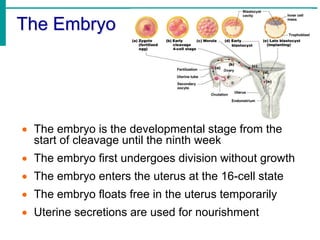 Embryogenesis and lactation | PPT