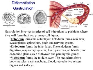 Embryogenesis and lactation | PPT