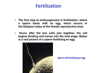Embryogenesis and lactation | PPT