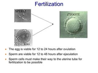 Embryogenesis and lactation | PPT
