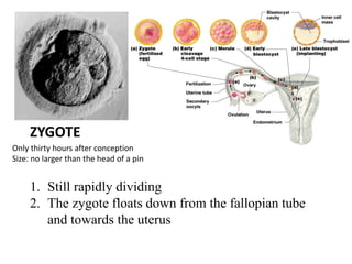 Embryogenesis and lactation | PPT