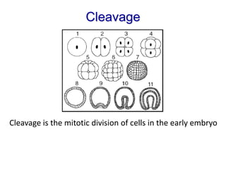 Embryogenesis and lactation | PPT