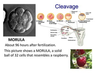 Embryogenesis and lactation | PPT