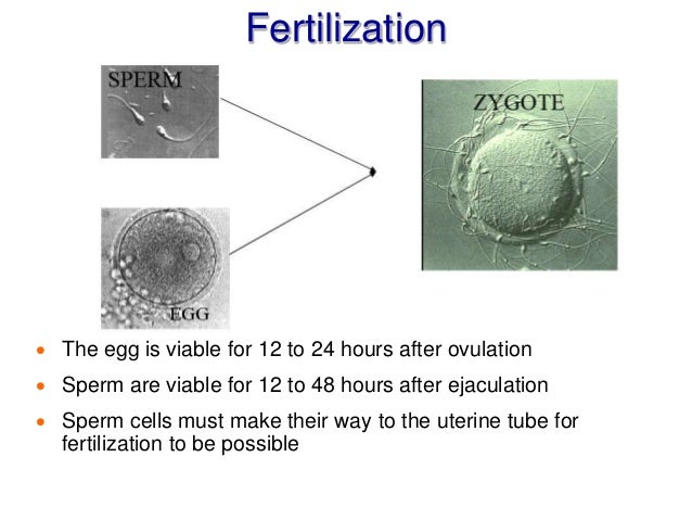 An egg cell and sperm cell join together to form a - lopezage