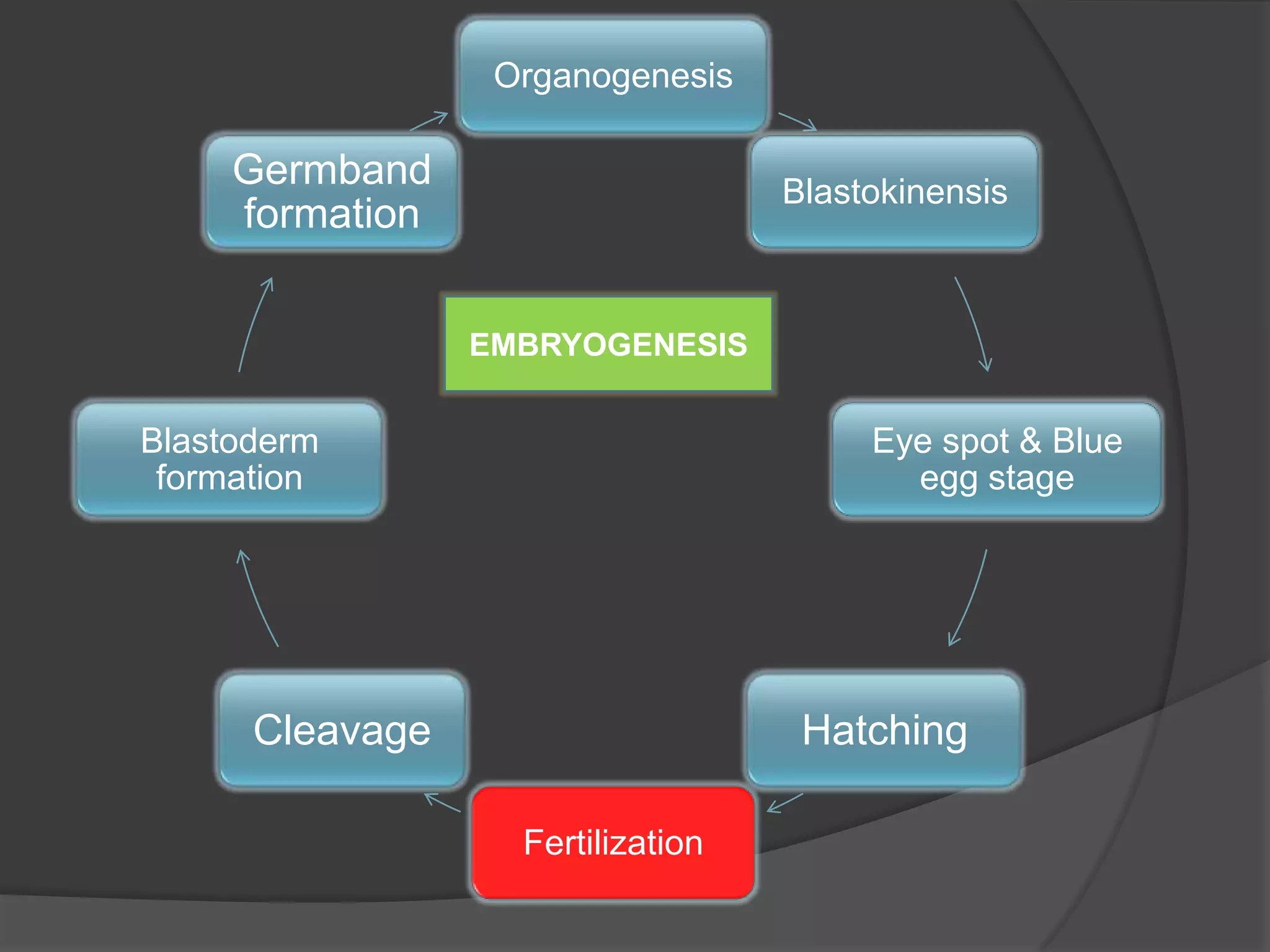 Embryogenesis in silkworms | PPT